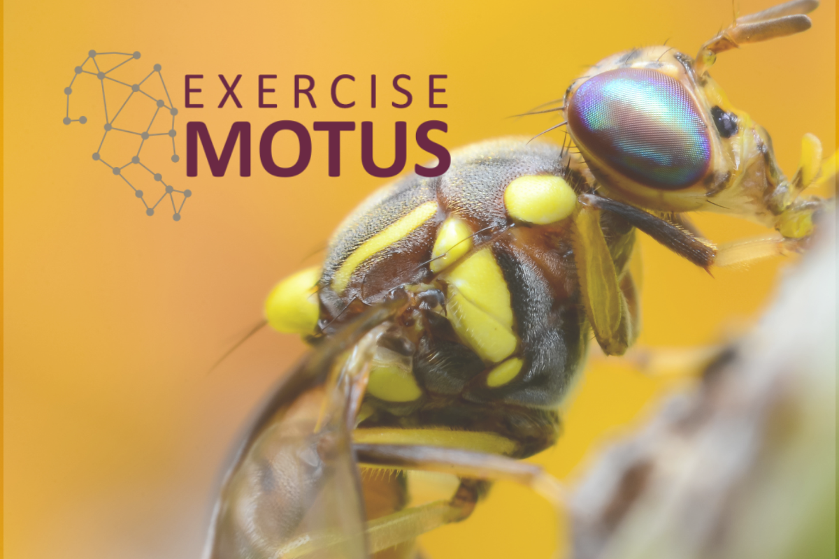 Testing Australia’s response to exotic fruit fly threats - National ...