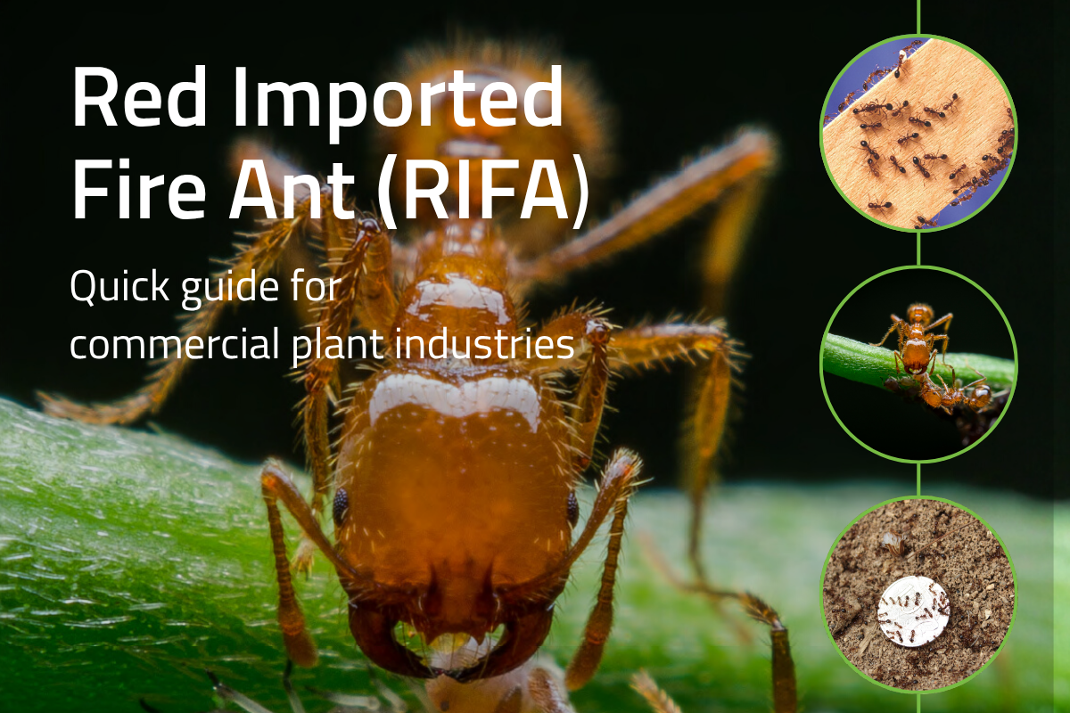 PHA launches new Red Imported Fire Ant Quick Guide - National ...